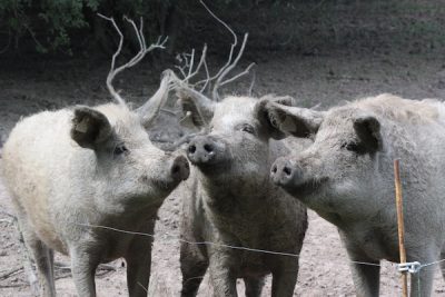 How Smart are Pigs? Sharp Minds Need Stimulation - Countryside